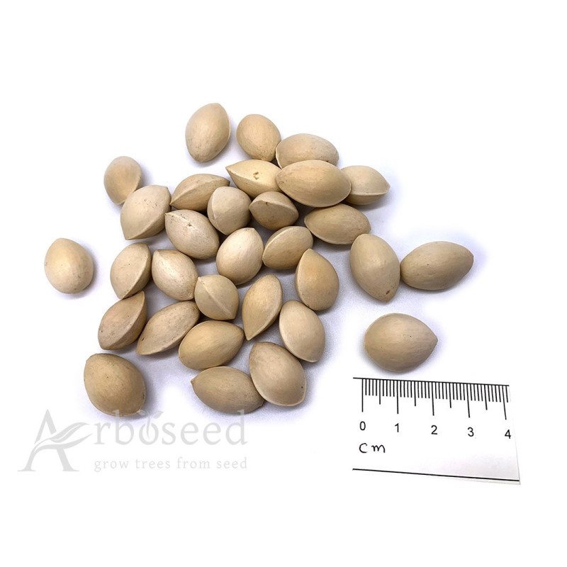 Miłorząb dwuklapowy (ginkgo biloba) nasiona