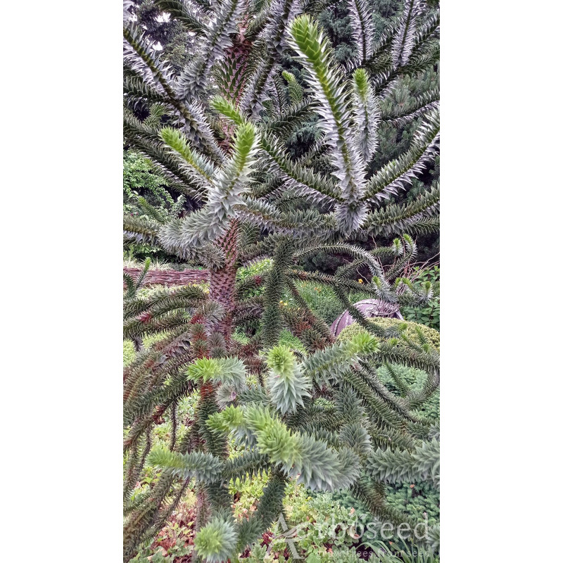 The monkey puzzle tree (araucaria araucana) seeds