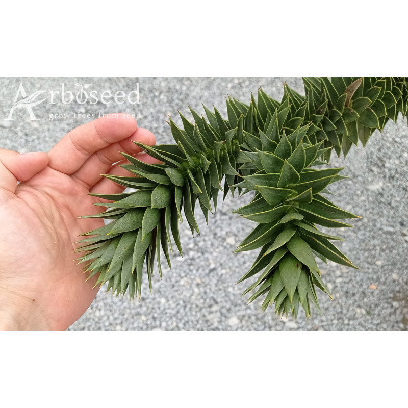 The monkey puzzle tree (araucaria araucana) seeds