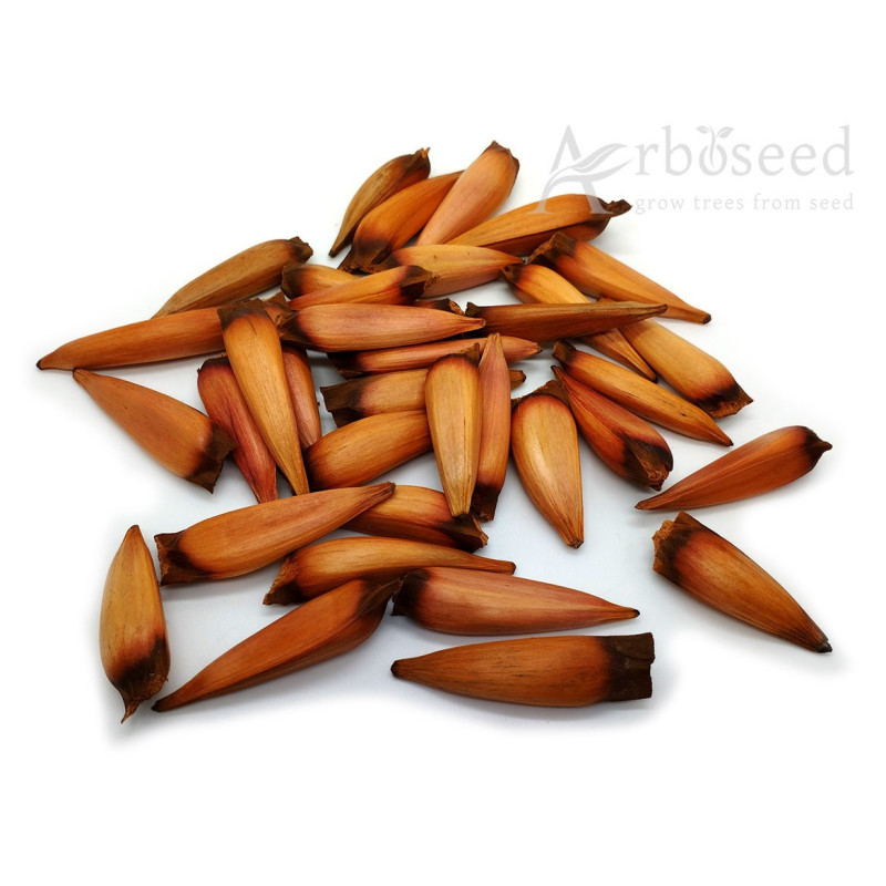 The monkey puzzle tree (araucaria araucana) seeds