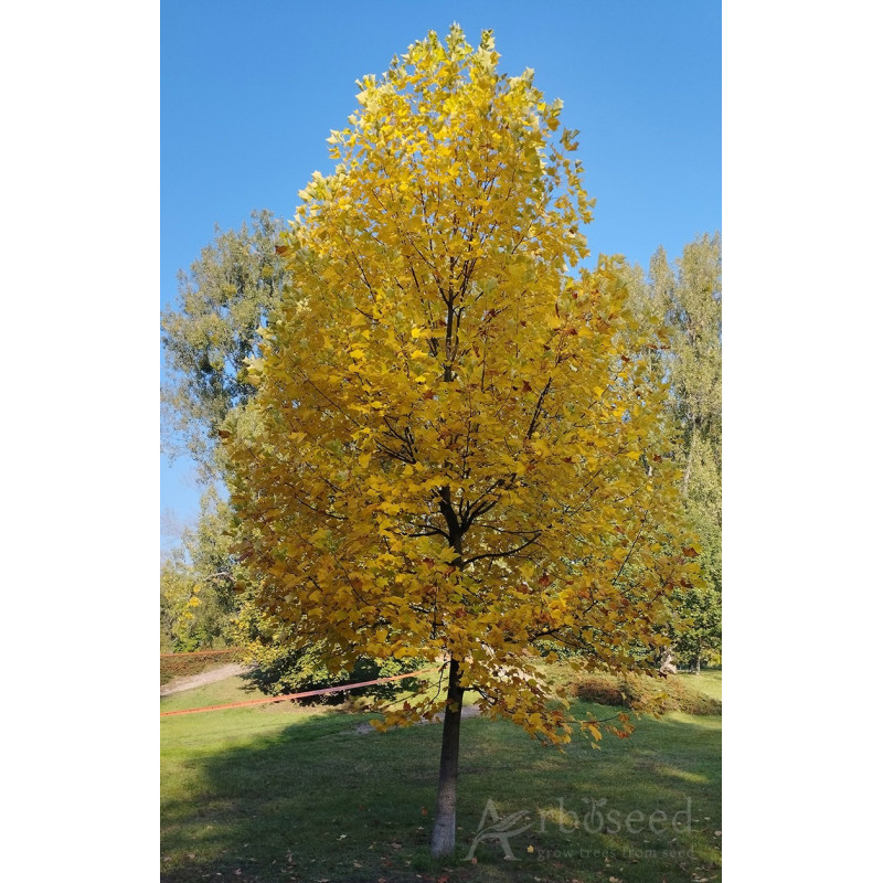 Tulip tree, American tulip tree (liriodendron tulipifera) seeds