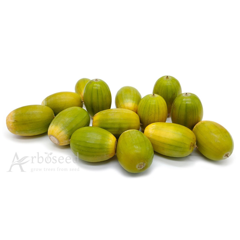 Common oak (quercus robur) seeds