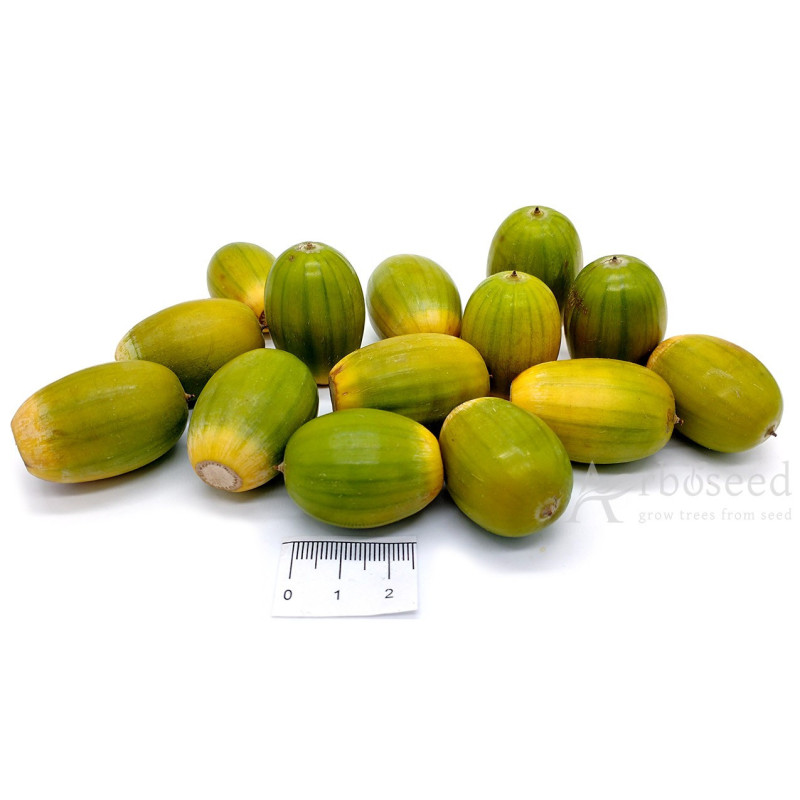 Common oak (quercus robur) seeds